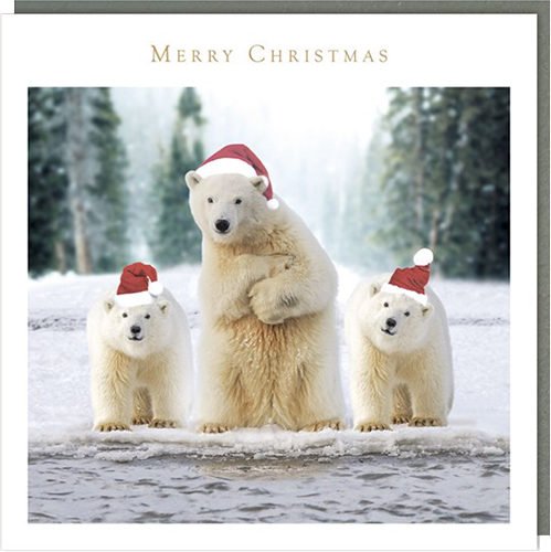 Polar Bears in Santa hats - pack of 5 Charity Christmas Cards ...